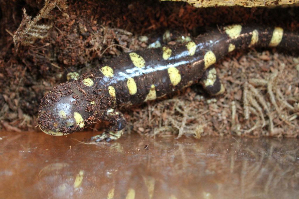 The Animals of Tamarack Adventure - Tamarack Adventure & Retreat Center