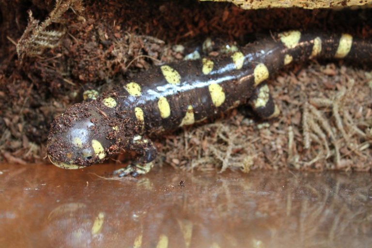 The Animals of Tamarack Adventure - Tamarack Adventure & Retreat Center