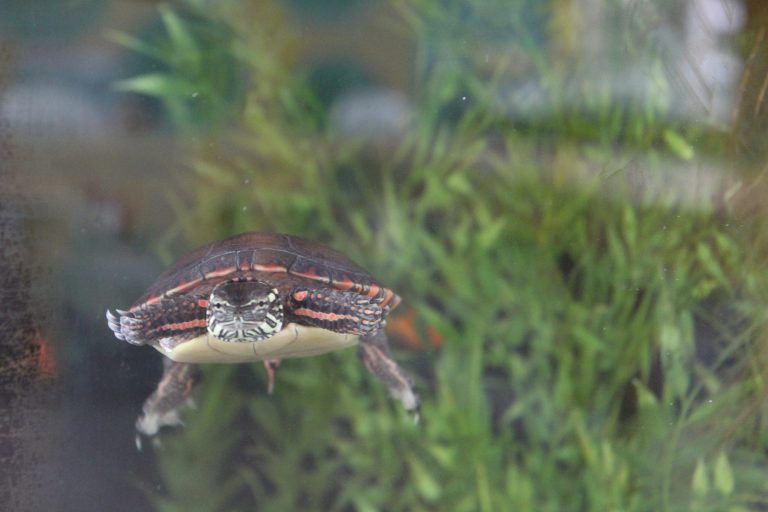 The Animals of Tamarack Adventure - Tamarack Adventure & Retreat Center